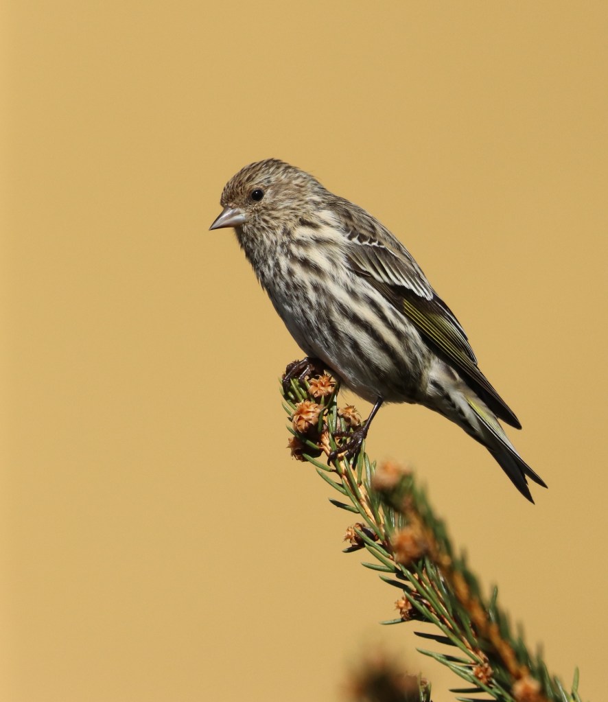 Plants | Birds and Buds